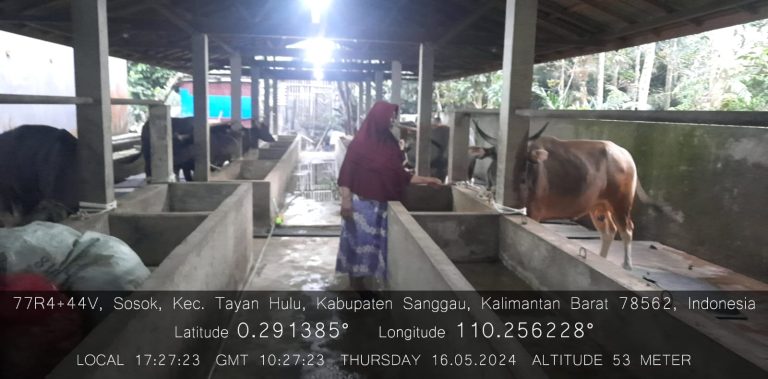 Jelang Hari Raya Idul Adha 2024, Disbunak Sanggau Lakukan Pemeriksaan ...